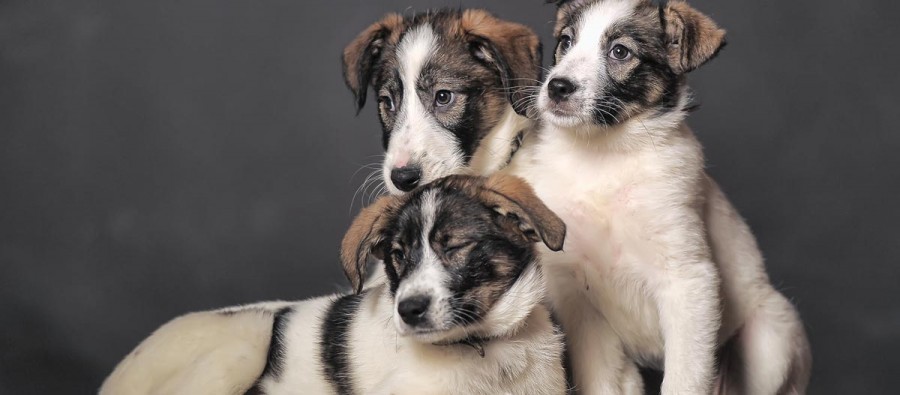 Tierärztliche Gruppenpraxis Eichner – Webseite der Tierärztlichen ...